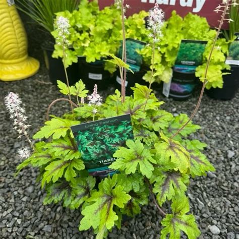 Tiarella Neon Lights 2l Lushingtons