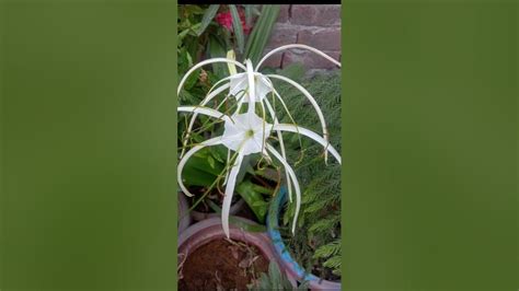 Teen Saal Ke Intezar K Baad Khila Amyrus Lily Ke Phool Youtube