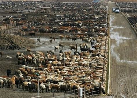 Biggest Cow Farm Usa Farm House