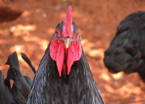 Rooster Black Cock Chicken Birds Free Image From