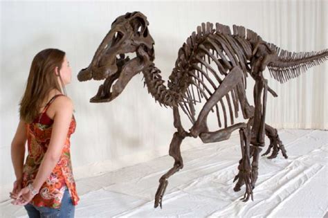 Edmontosaurus Annectens Adult Skeleton Display Replica Black Hills