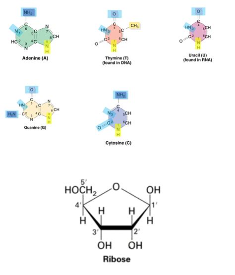 Nucleic Acids Drawing