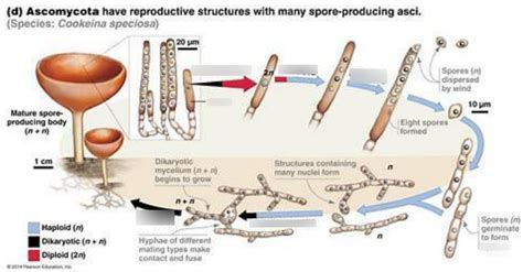 Life Cycle Of Peziza With Diagram Fungi My Xxx Hot Girl