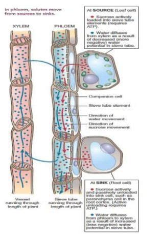 Topic 92 Transport In The Phloem Of Plants Amazing World Of Science
