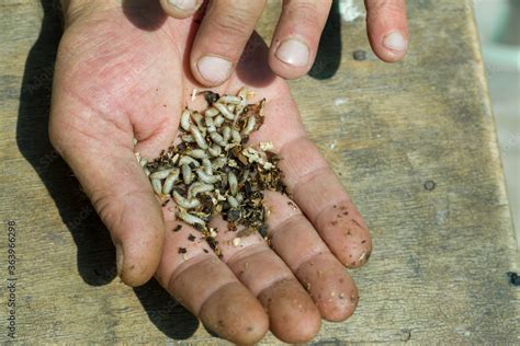Maggots