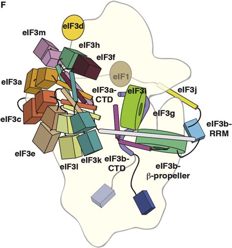 Molecular Architecture Of The 40s⋅eif1⋅eif3 Translation Initiation