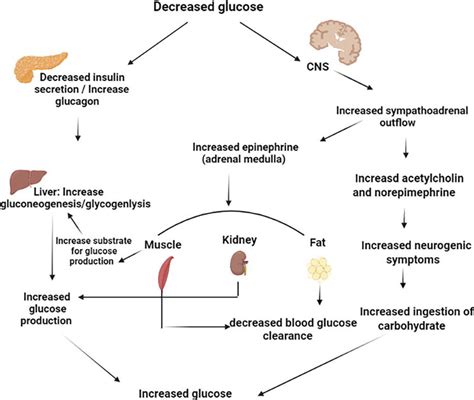 Hypoglycemia Causes