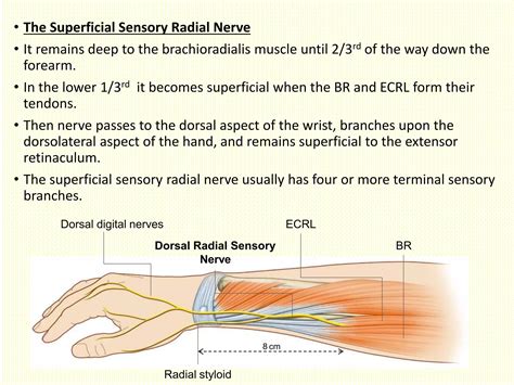 Radial Nerve Entrapment Pptx