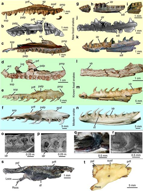 Oldest Snake Fossils