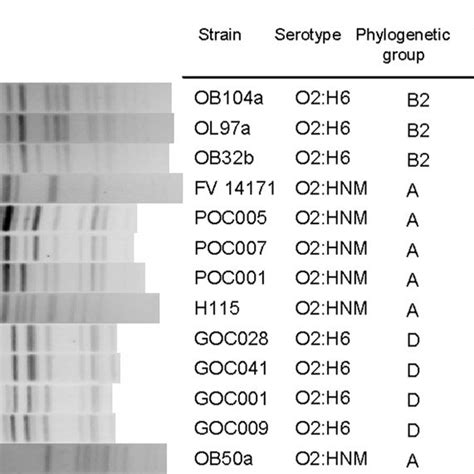 Xbai Pfge Dendrogram Of 13 Isolates Belonging To Serotypes O2hnm And