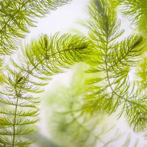 Ceratophyllum Demersum Aquatic Pond Plant Hornwort Plants For All