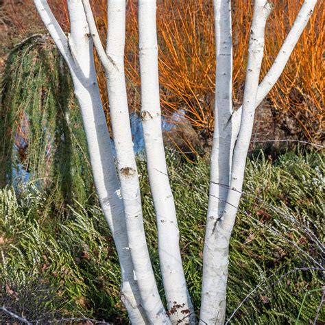 Multi Stem White Bark Himalayan Birch Trees Ornamental Trees