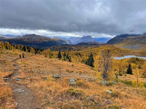 Healy Pass Trail In Banff National Park Perfect Larch Hike Out