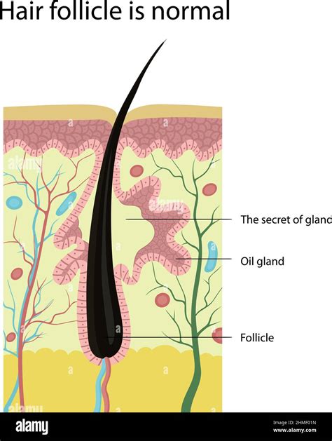 Hair Follicle Labeled At Tammy Jackson Blog