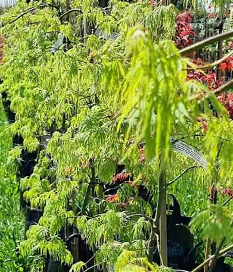 Acer P Dissectum Viridis Trees Of Waipa