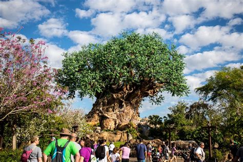 Visit Disney Animal Kingdom Park In Orlando Florida