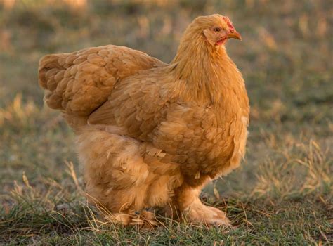 Buff Cochin Chicken Standard And Bantam Cochins For Sale Best Price 26