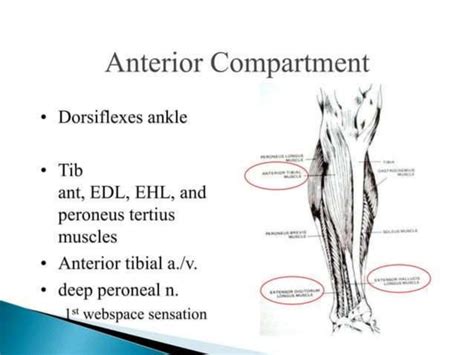 Both Bone Leg Orthopedics Powerpointpptx Pptx Bone And Joint Conditions Diseases And