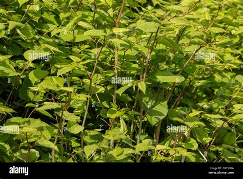 Japanese Knotweed Reynoutria Japonica Is An Invasive Non Native Species