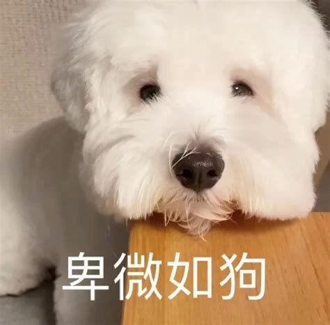 好玩的表情包