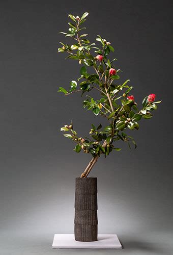 2021月2月の花 未生流