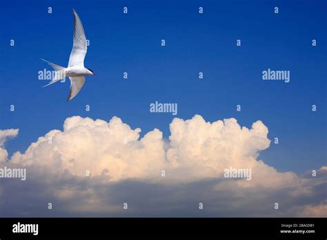 Common Tern In Migration In The Sky During Spring Seaside Activity Bright Sunshine Some