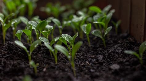 Лунный посевной календарь на февраль 2025 года