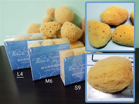 Large Natural Sea Bath Sponge Spongeph Philippine Natural Sea Sponge
