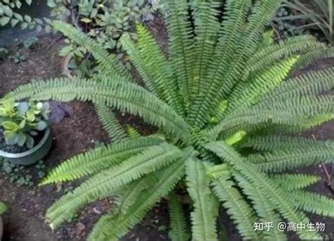重金属富集植物 知乎