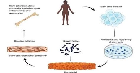 Adhesive Protein Attracts Stem Cells And Promotes Bone Regeneration