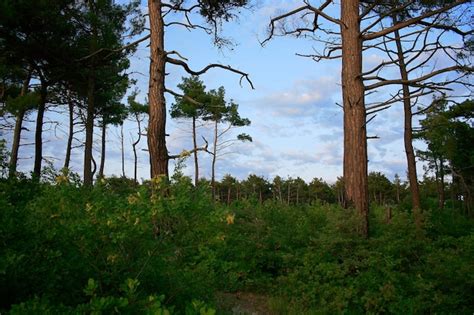 Premium Photo Summer Scene In The Forest