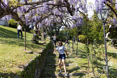 Elementary School Easter Egg Hunts Tasis The American School In