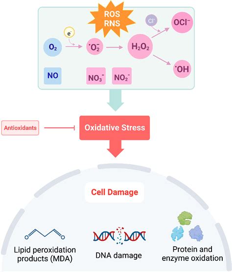 Figure 1 From Effects Of Oxidative Stress On Airway Epithelium