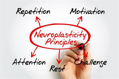 Mind Map Illustration Of Neuroplasticity Principles Featuring Key