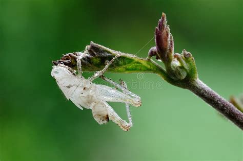 A Grasshopper Shell Close Up Stock Image Image Of Cricket Wildlife 33340073