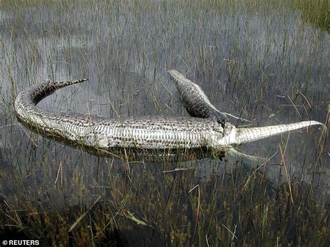 Florida Job Opening For A Python Hunter Gets More Than 2600 Applicants Worldwide Daily Mail