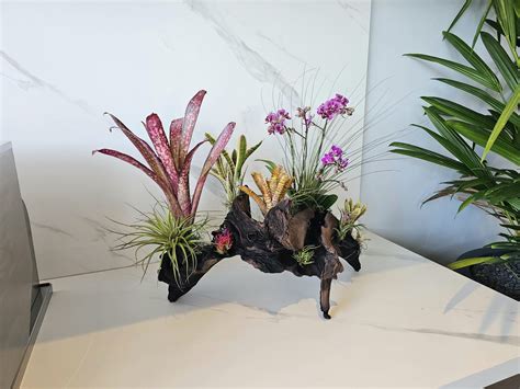 Living Log Class 9262025 Sundance Orchids