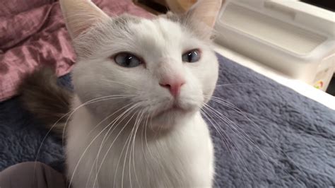 [eng] 다섯 고양이 털 빗겨주기 누구한테 물렸을까 Youtube