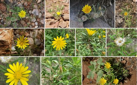 Botterblom Hirpicium Gazanioides