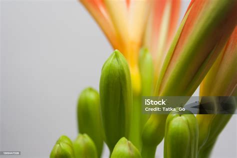 복사 공간이있는 밝은 배경에 싹이있는 오렌지 클리비아 홈 플라워 와 사무실 식물 매크로 0명에 대한 스톡 사진 및 기타 이미지 0명 꽃 나무 꽃 식물 Istock