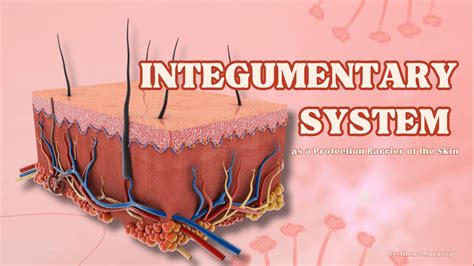 Ppt Unit 5 The Integumentary System Powerpoint