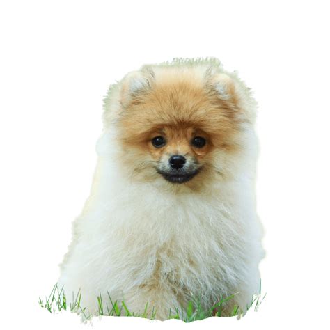 Small Spitz Character And Ownership Dog Breed Pictures Dogbible