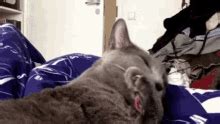 Cat Licking Woman S Tenor