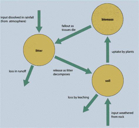 Ecosystems Gcse Flashcards Quizlet