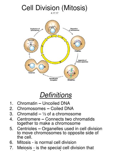Cell Division Mitosis For Guided Notes Powerpoint 11 3 17 Mitosis