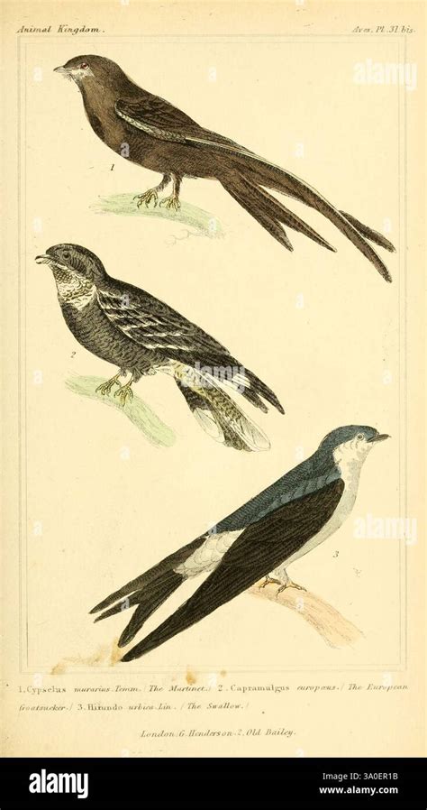 The Animal Kingdom Arranged According To Its Organization