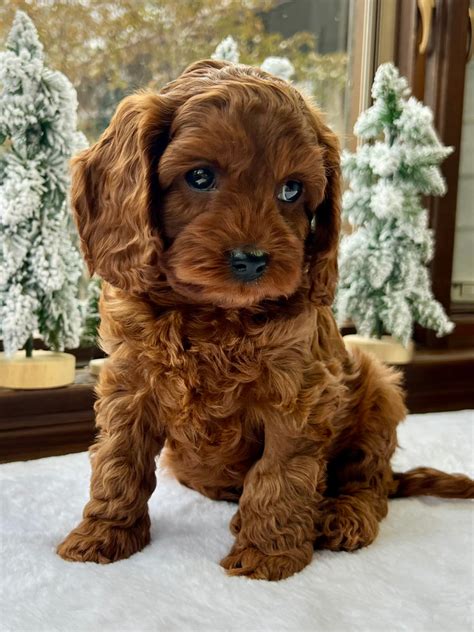 Chestnut Cavapoo Puppy 💙 Sold Precious Pups Usa