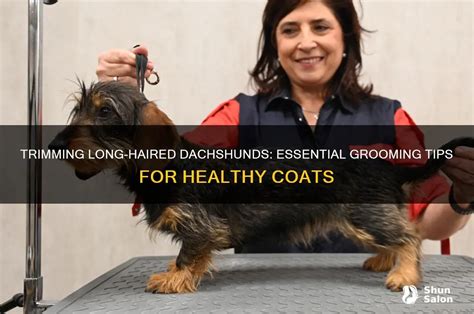 Trimming Long Haired Dachshunds Essential Grooming Tips For Healthy