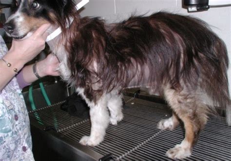 17 Sex Hormone Dermatoses Canine Small And Large Animal