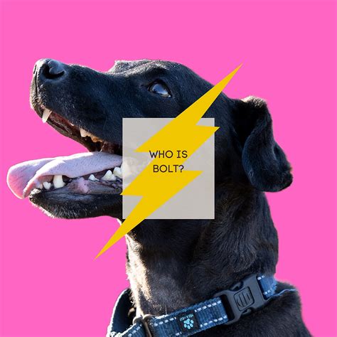 WHO IS BOLT READ THE EXCLUSIVE MAGAZINE INTERVIEW